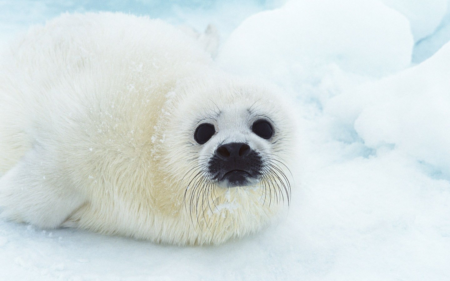 Download Animal Seal Image
