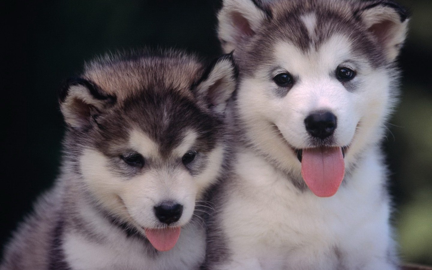 Siberian Husky - Desktop Wallpapers, Phone Wallpaper, PFP, Gifs, and More!