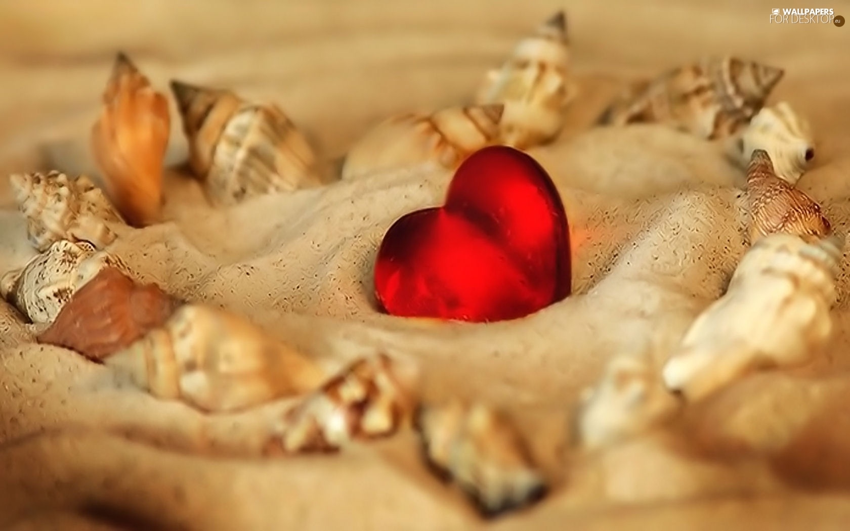 Heart Inside Seashell Circle - Image Abyss