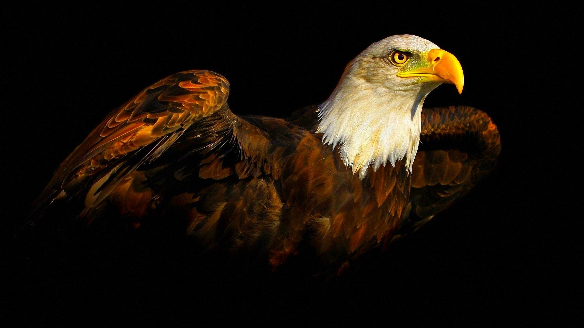 Majestic Bald Eagle: A Symbol of Freedom