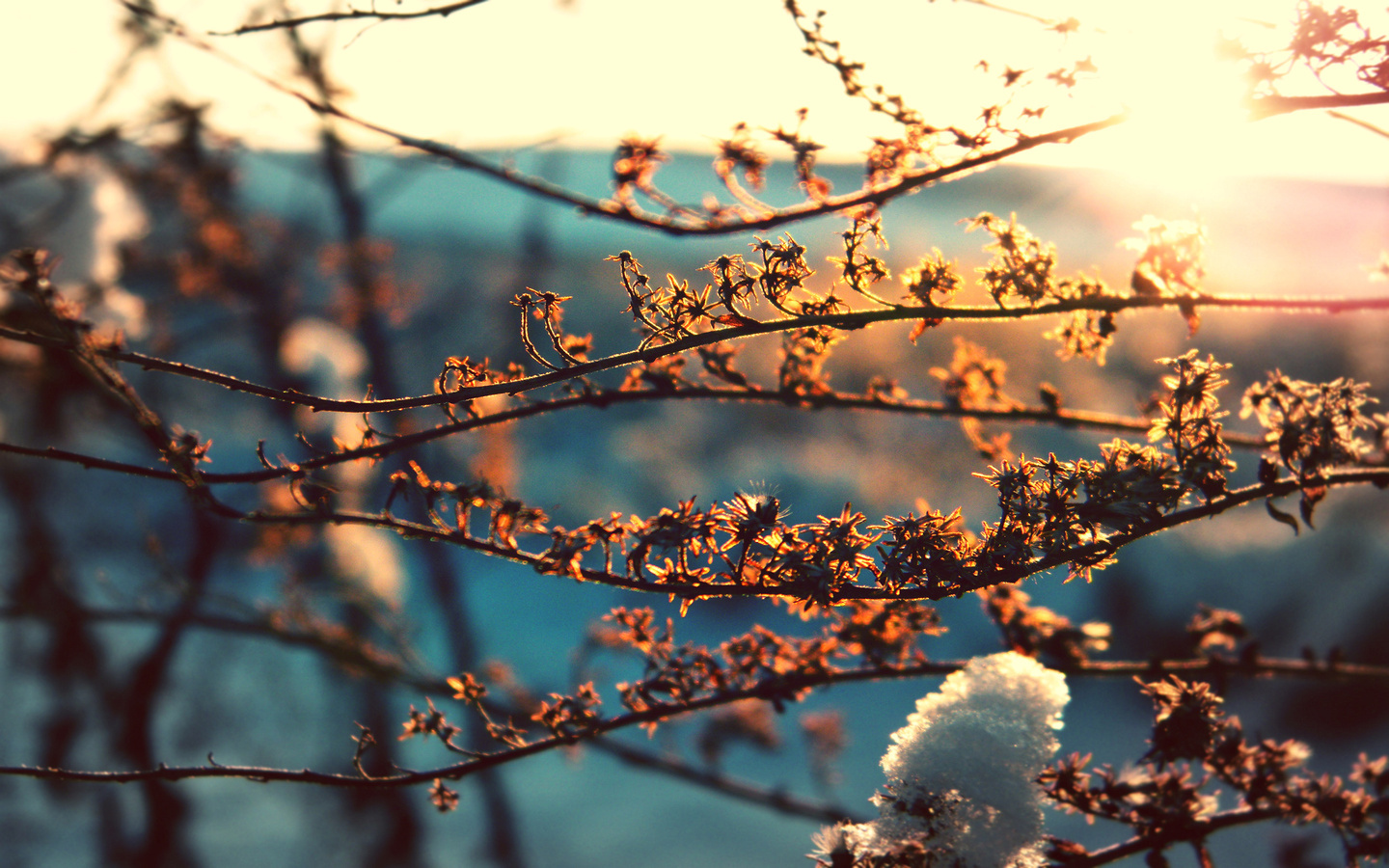 Golden light on blossoming nature’s delicate branch