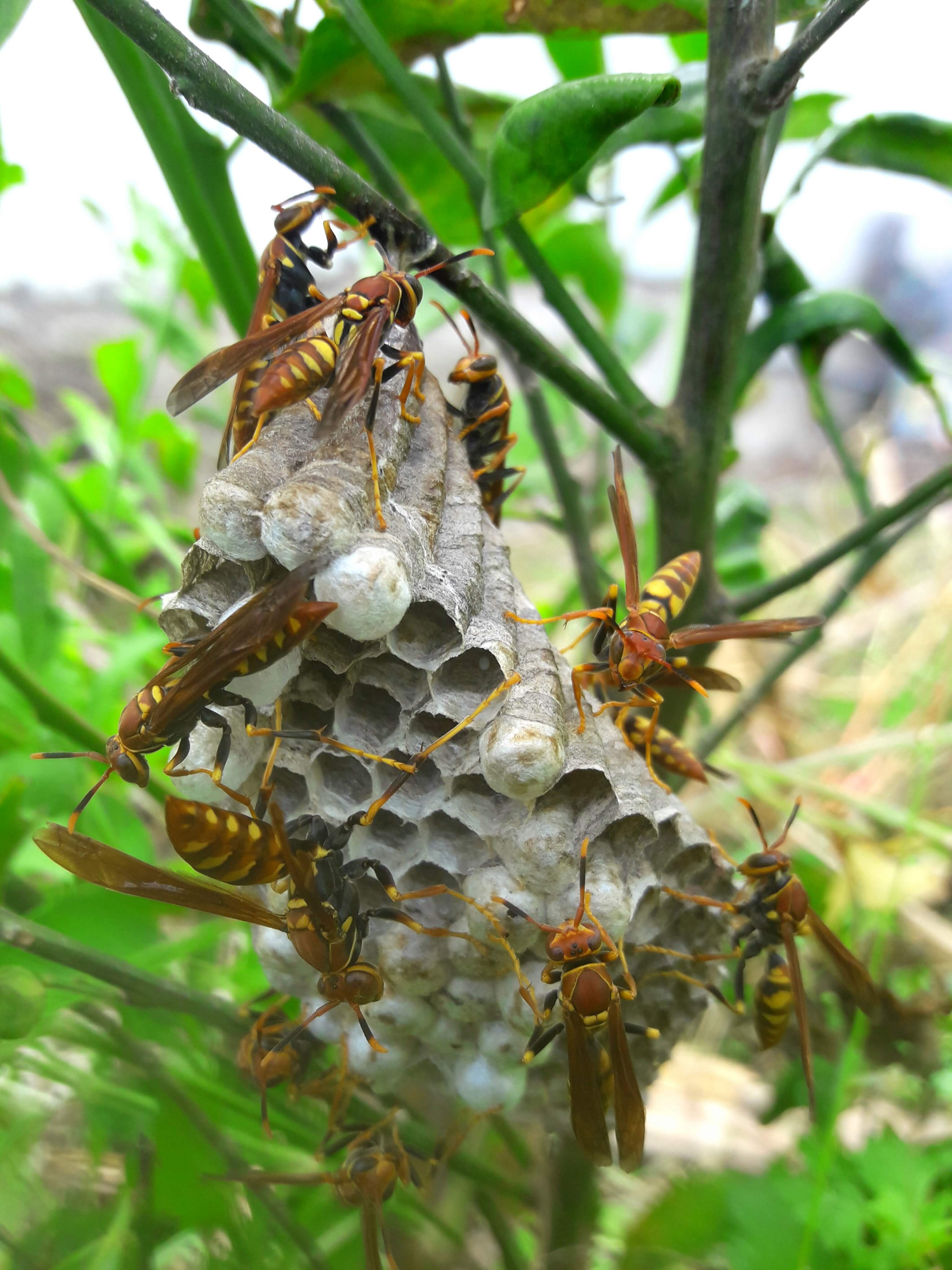 Download Beehive Bee Animal Wasp Image by Asirez98