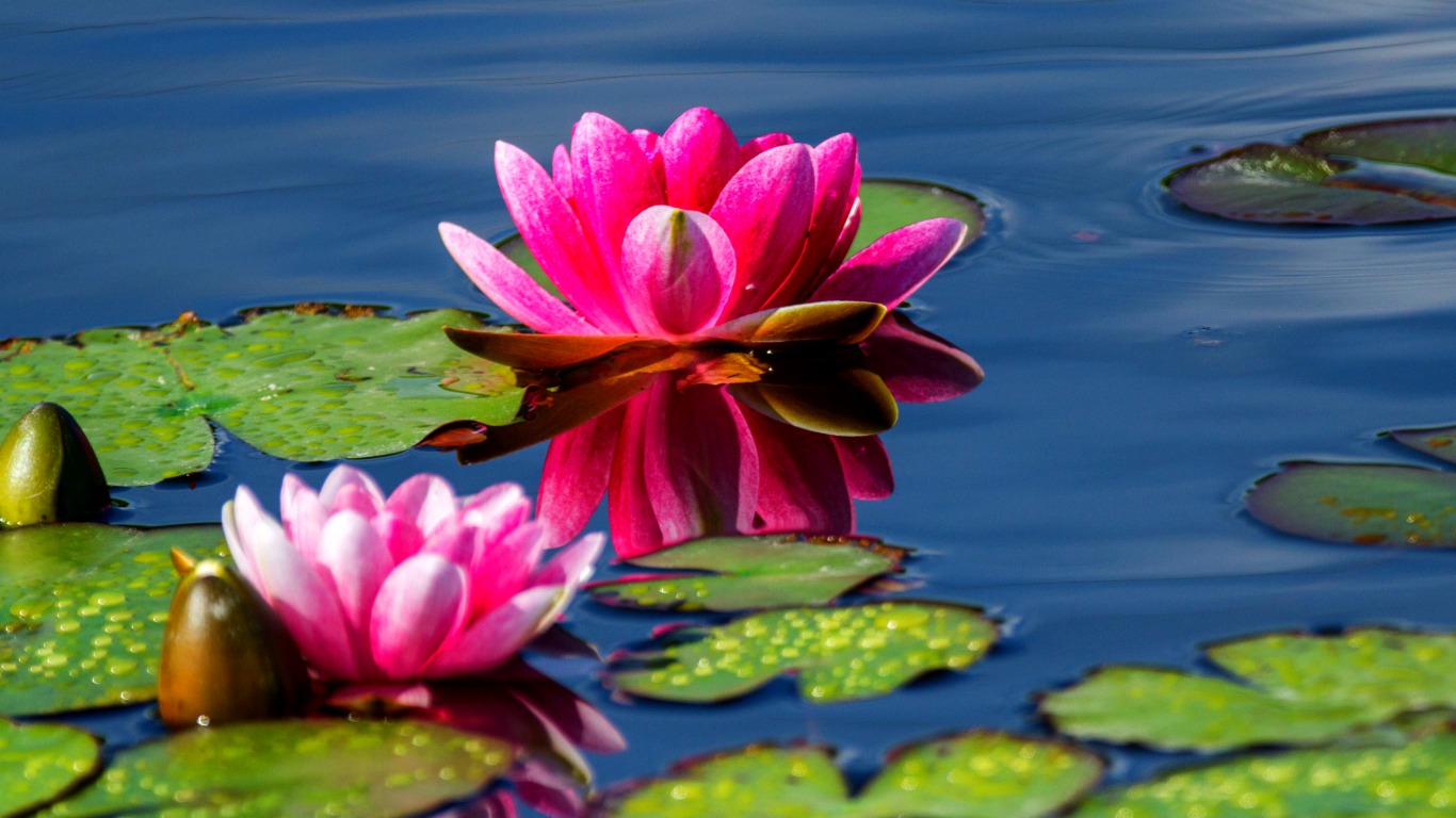 Serenity of Water Lilies on a Tranquil Lily Pad
