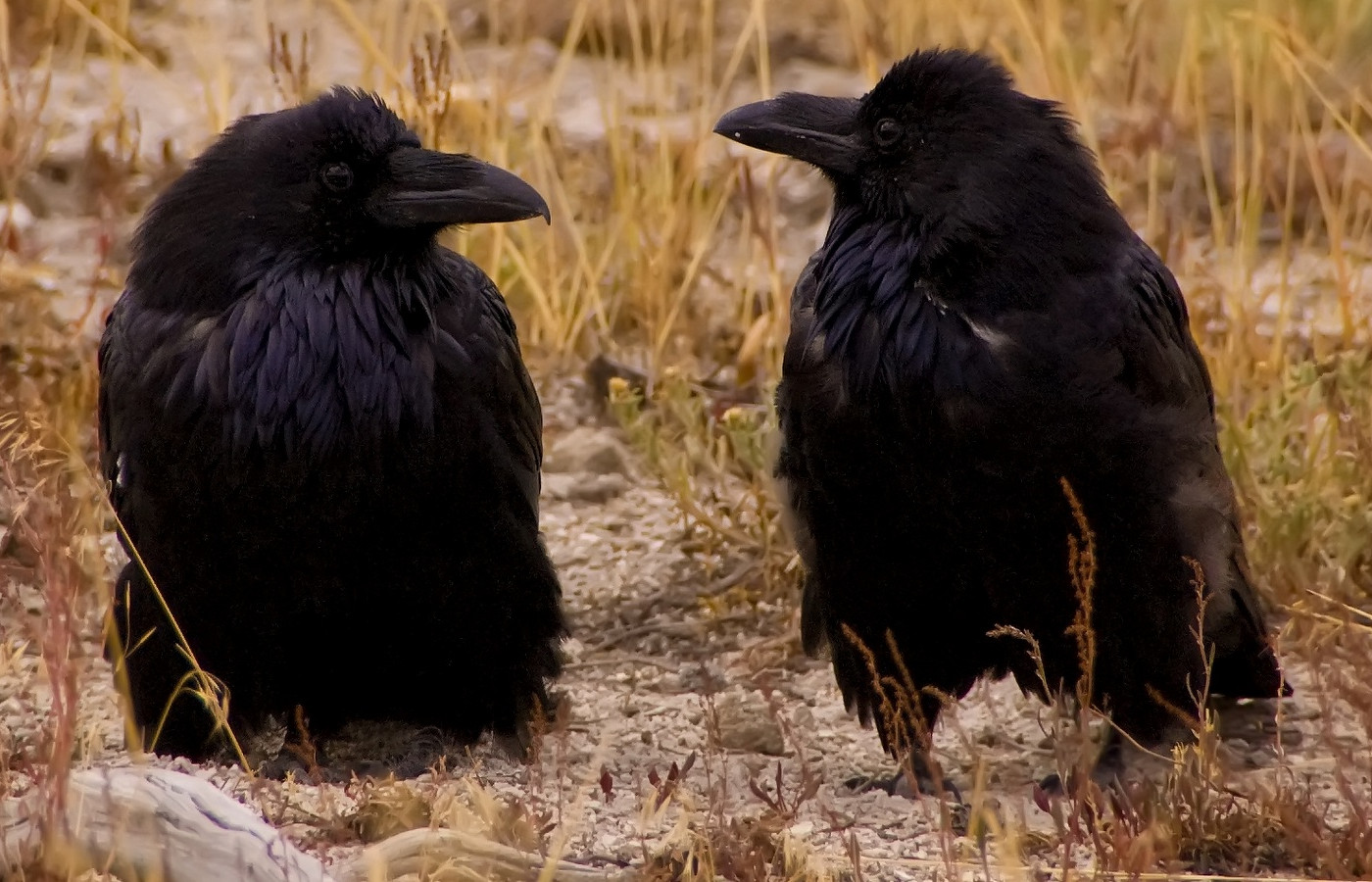 Majestic Ravens: Nature’s Intriguing Black Feathers