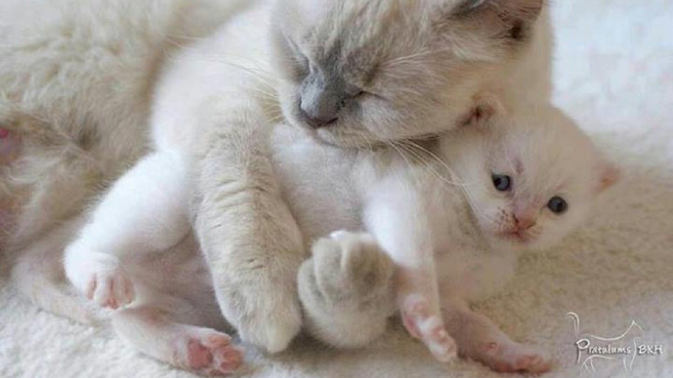 Adorable Cat Cuddles: A Heartwarming Moment