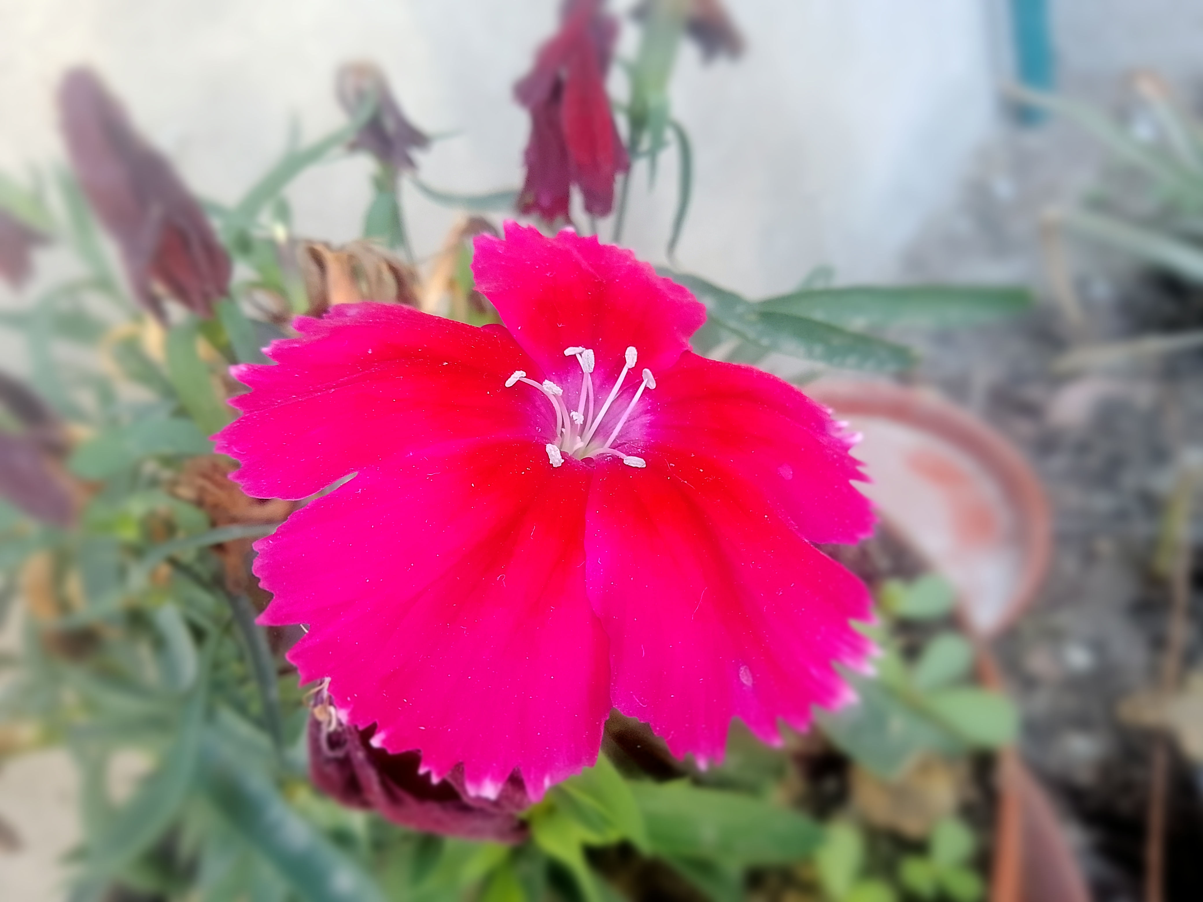 Flor rosada by Asirez98