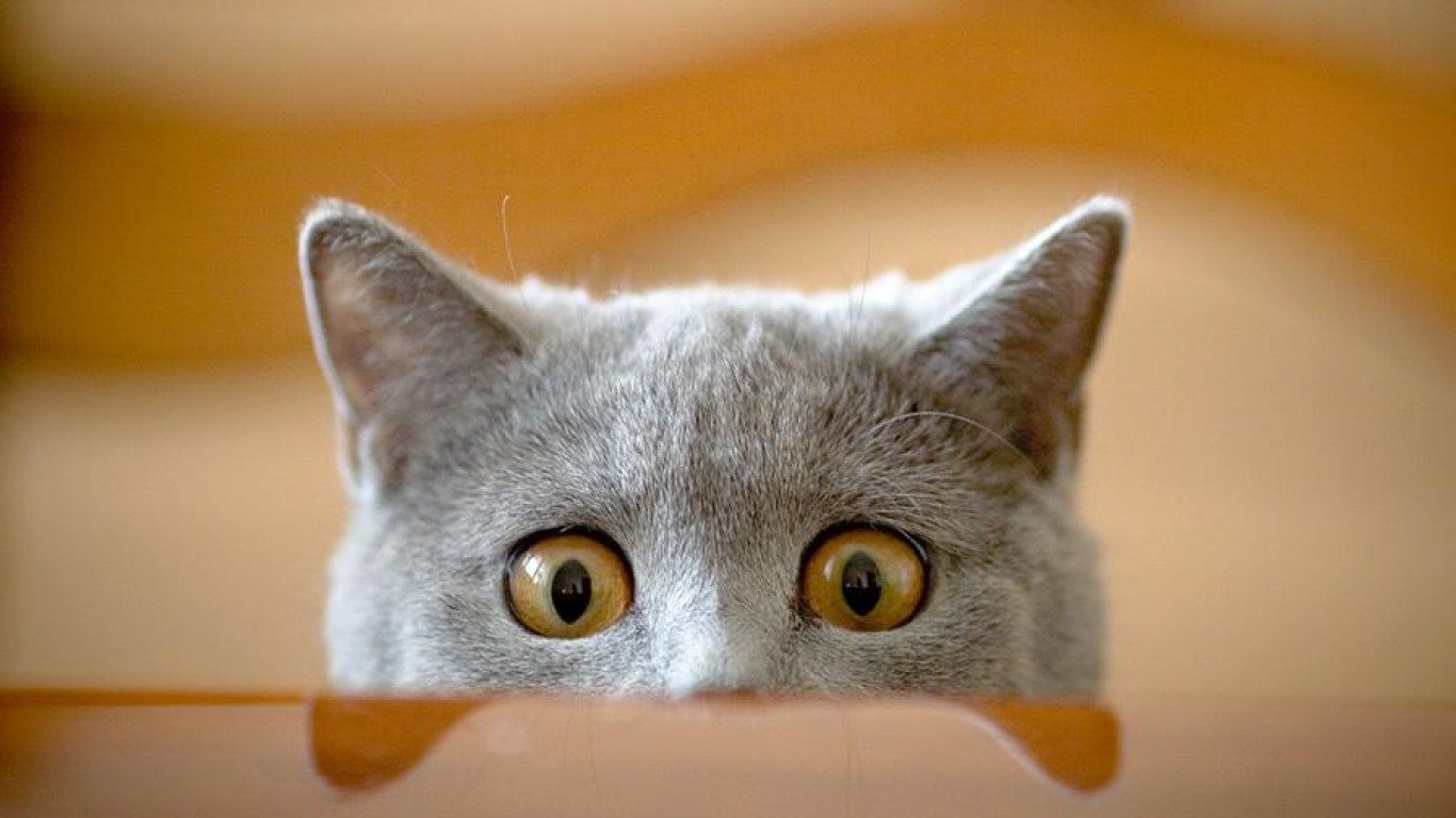 Curious Gray Cat Peeking Over the Table