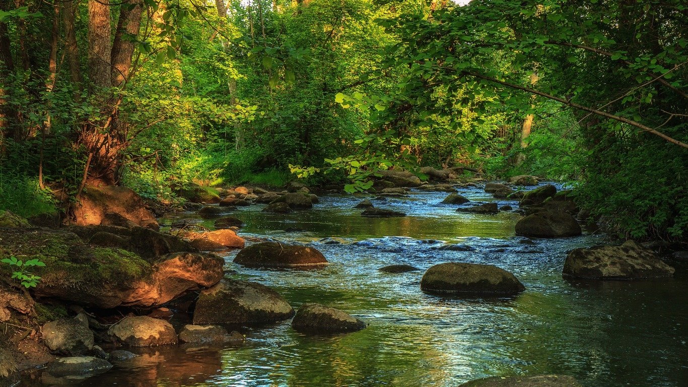 Serenity in the Forest: A Tranquil Creek Flowing Through Nature