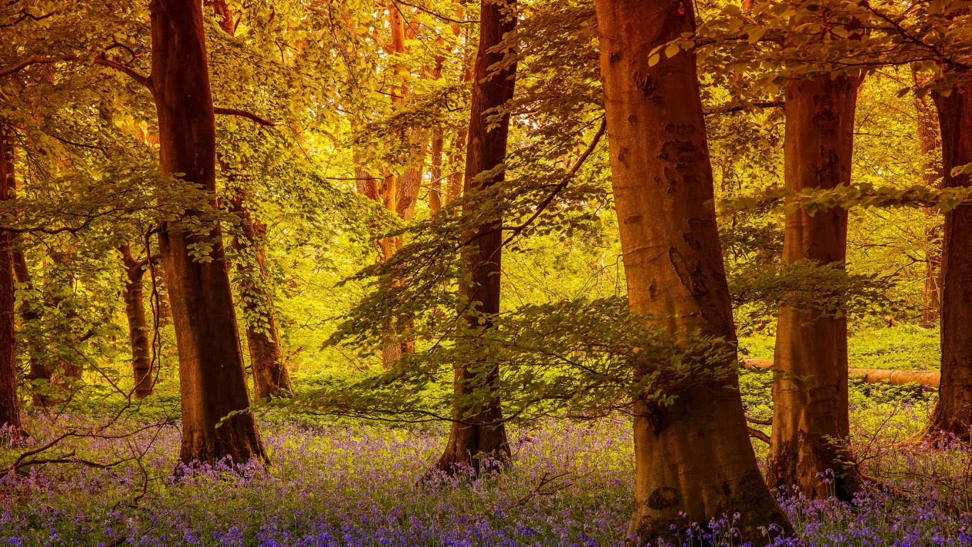 Pretty Forest - Image Abyss