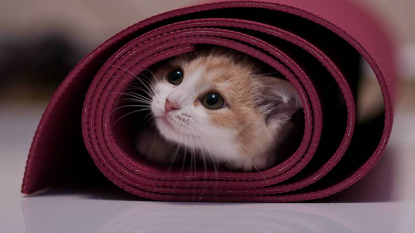 Curled Up Cutie: The Adorable Cat in a Roll