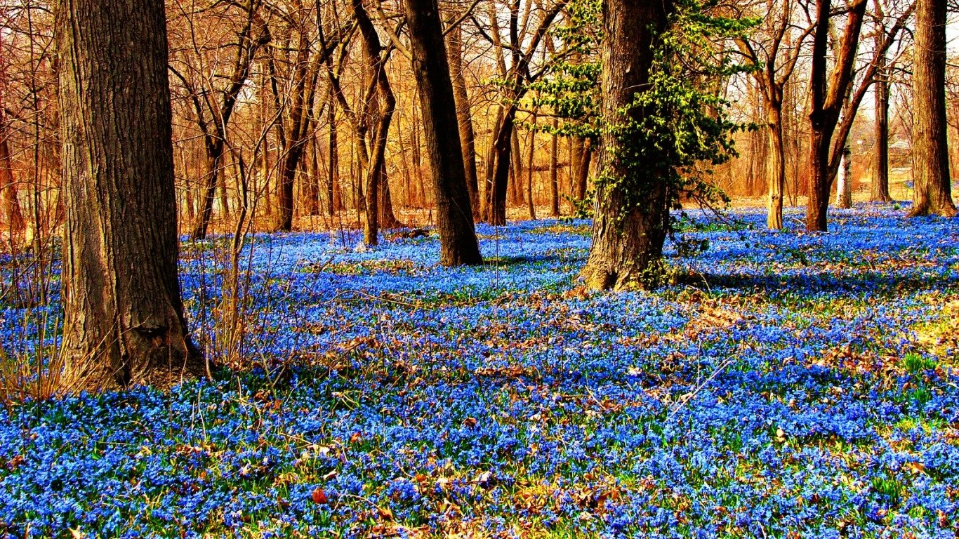 Enchanted Forest Floor: A Blooming Sea of Blue