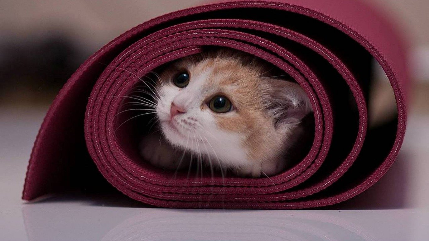 Curled Up Cutie: The Adorable Cat in a Roll