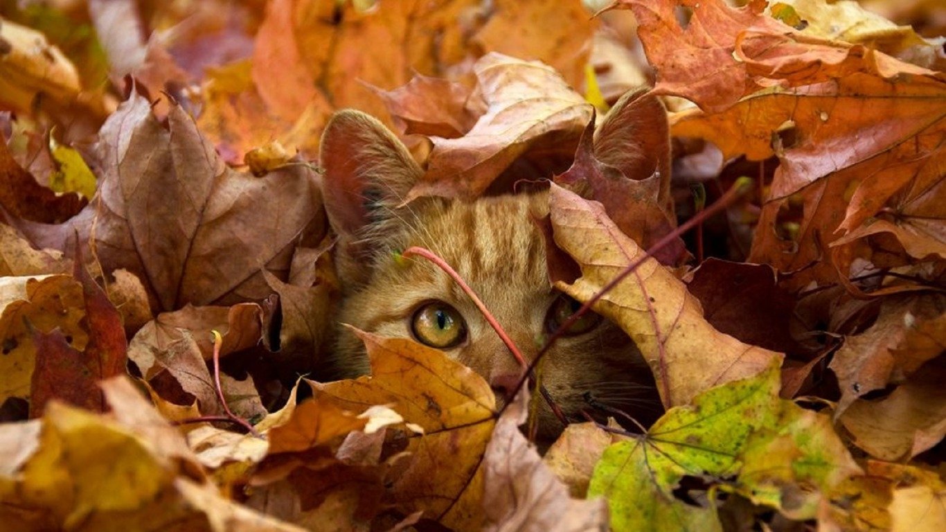 Curious Cat in a Colorful Autumn Hideaway