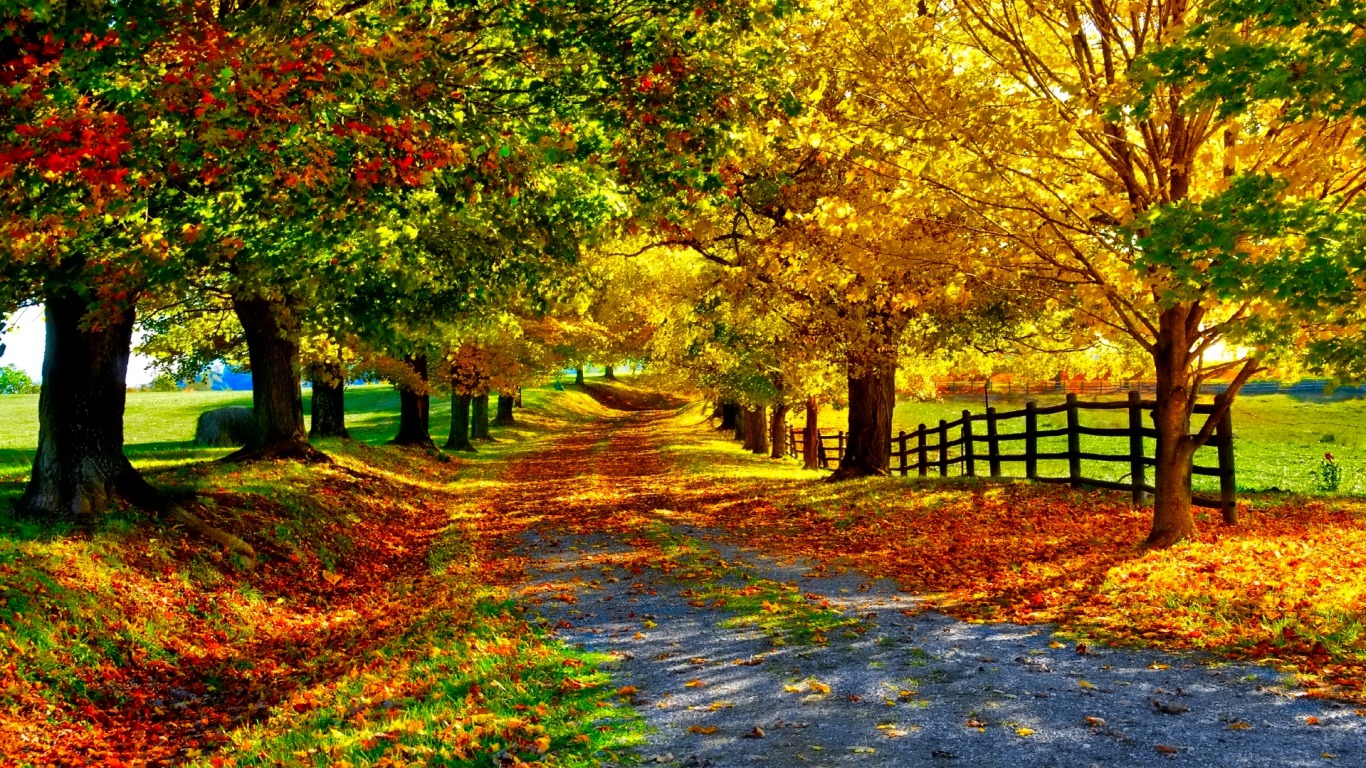 Autumn Pathway Through Nature's Beauty