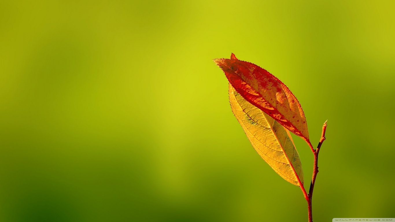 Download Nature Leaf Image