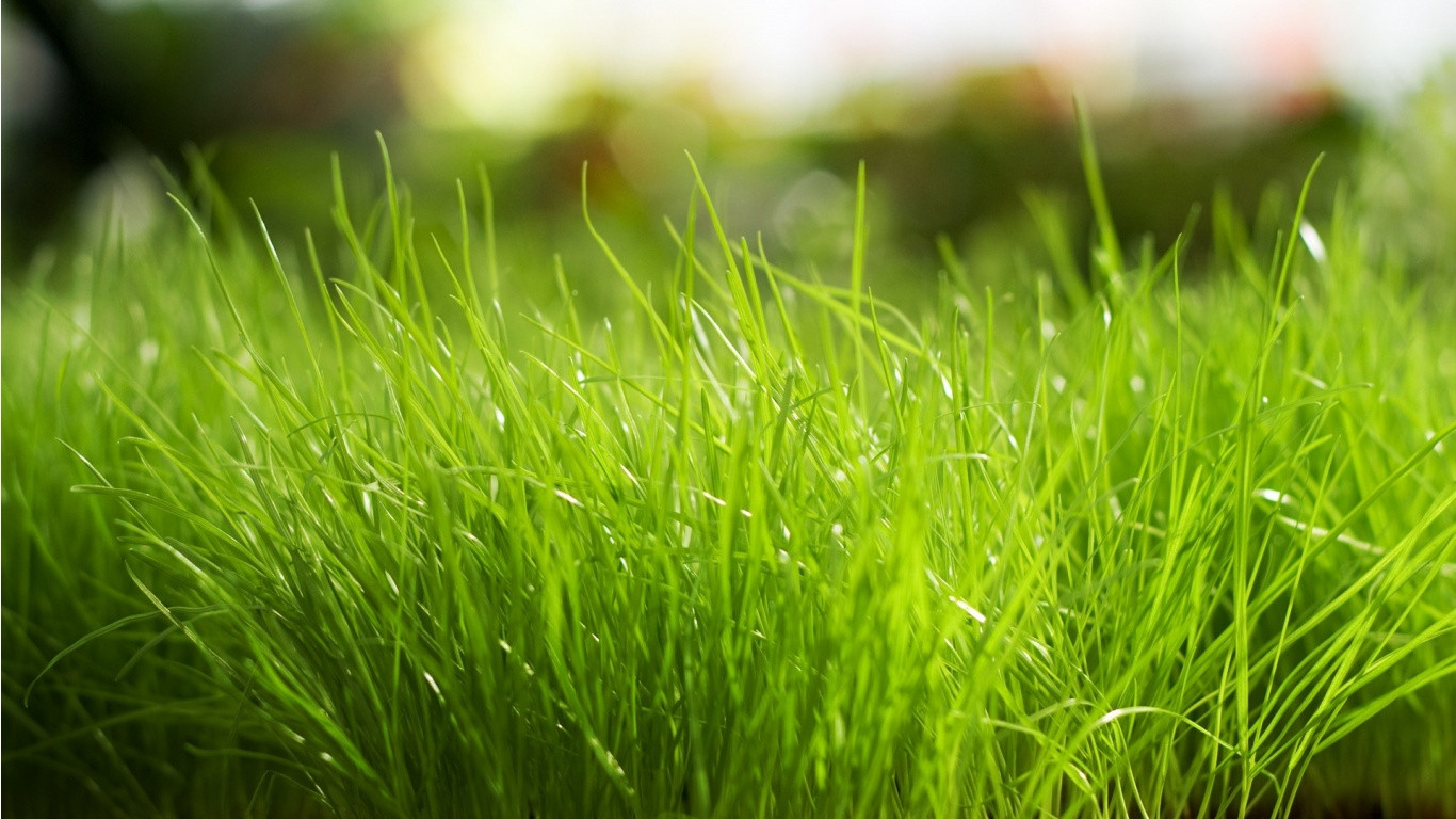 Download Nature Grass Image