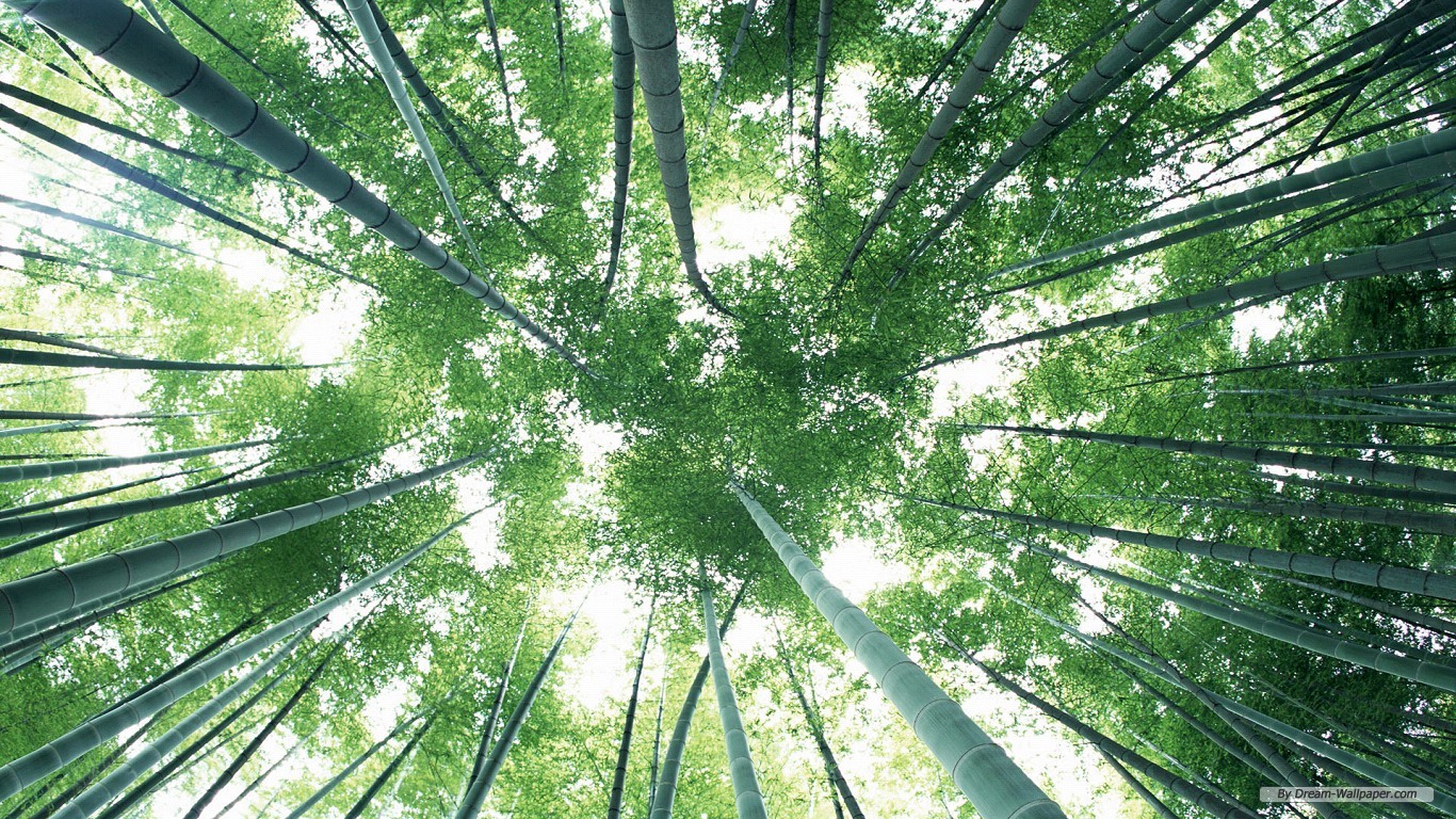 Emerald Canopy: The Grace of Bamboo in Nature’s Embrace