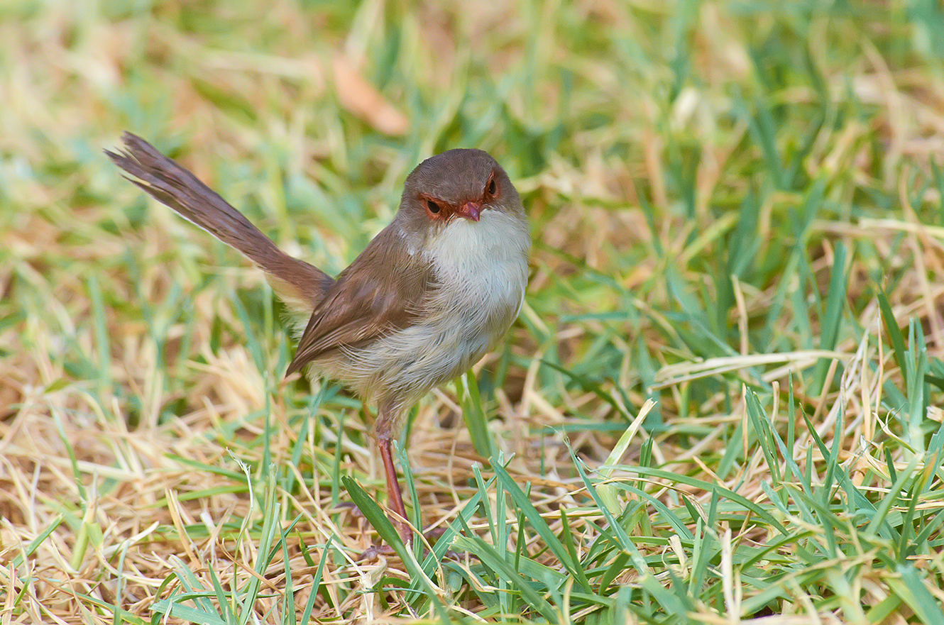 wren Picture - Image Abyss