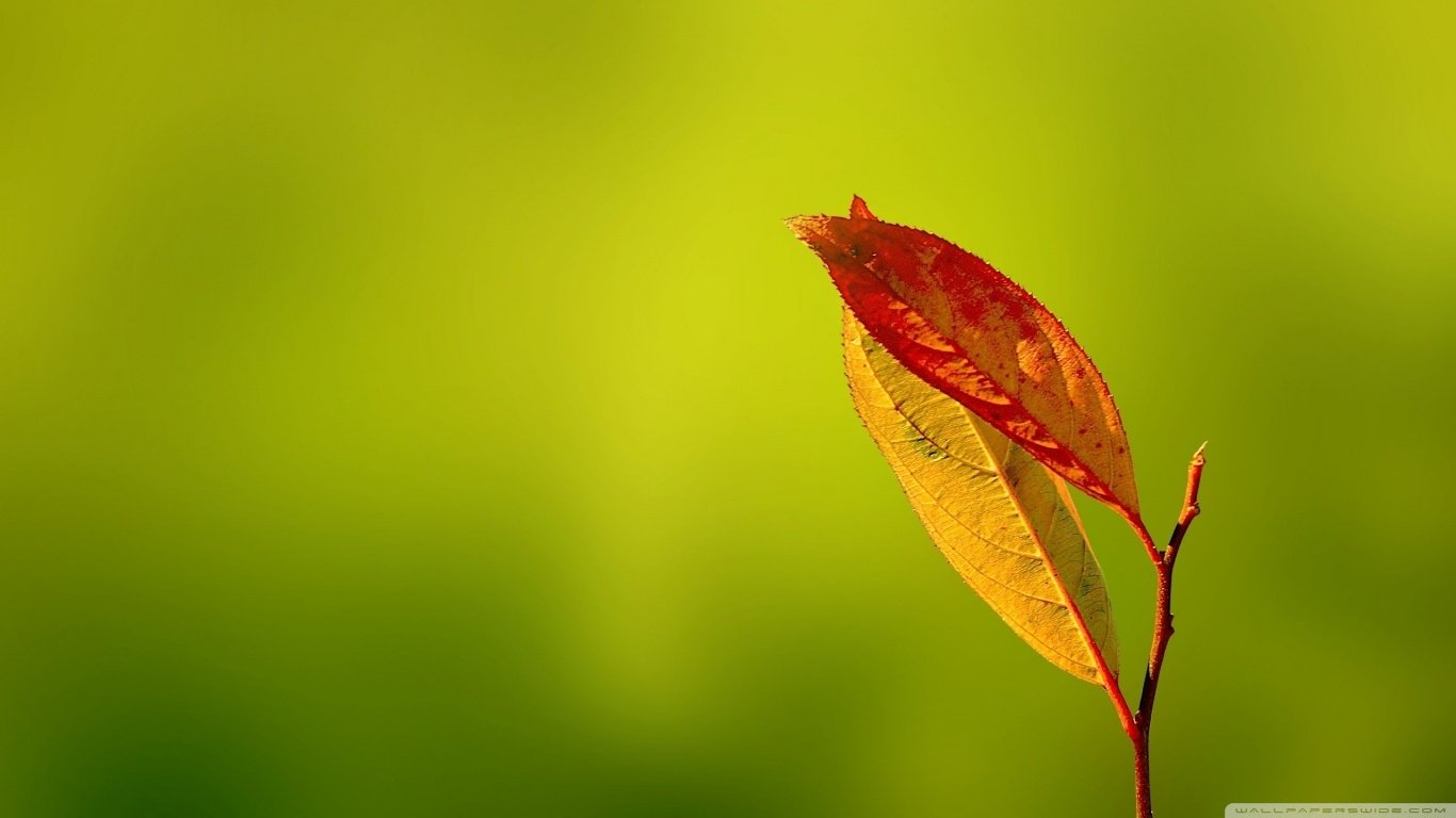 Download Nature Leaf Image