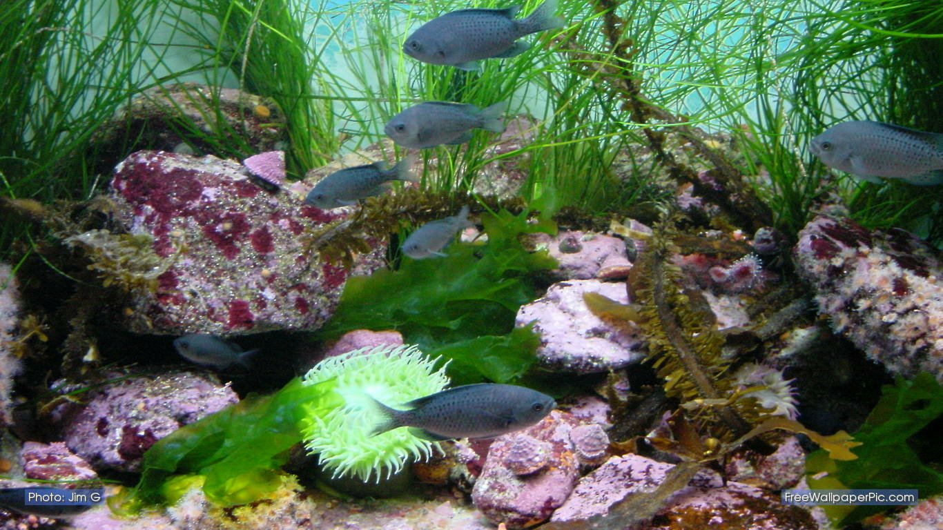 Vibrant Underwater World: A School of Colorful Fish Among Aquatic Plants