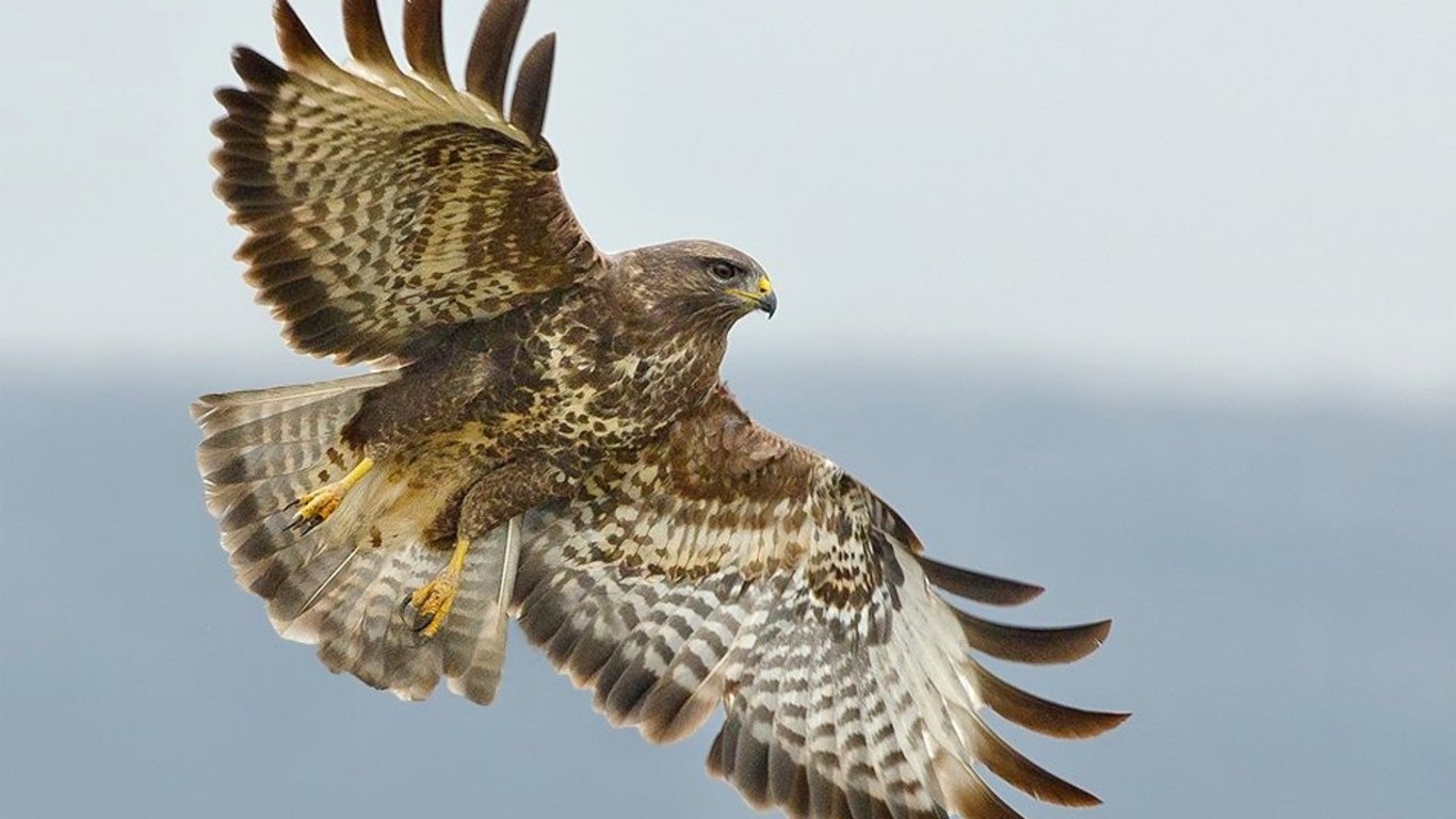 Hawk - Desktop Wallpapers, Phone Wallpaper, PFP, Gifs, and More!