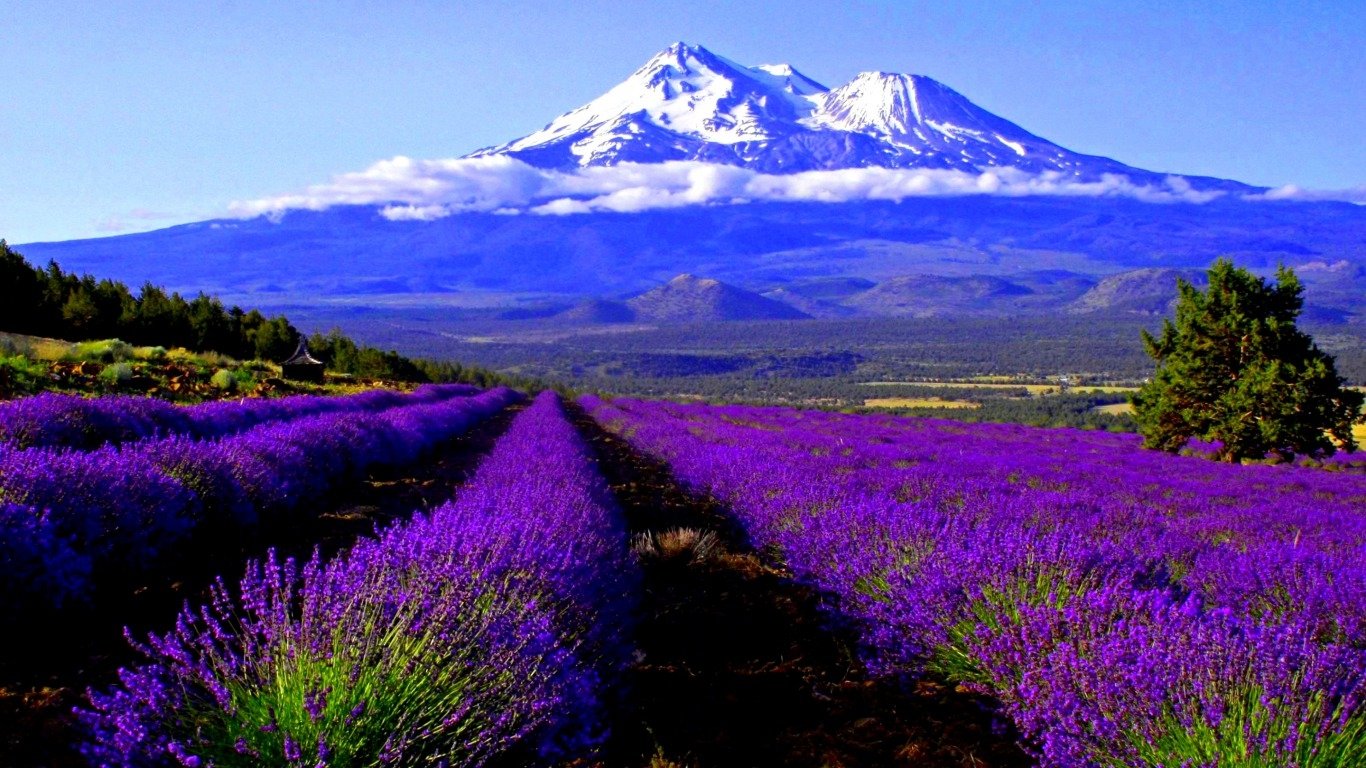 Lavender Dreams: Majestic Mountains and Nature Awaits