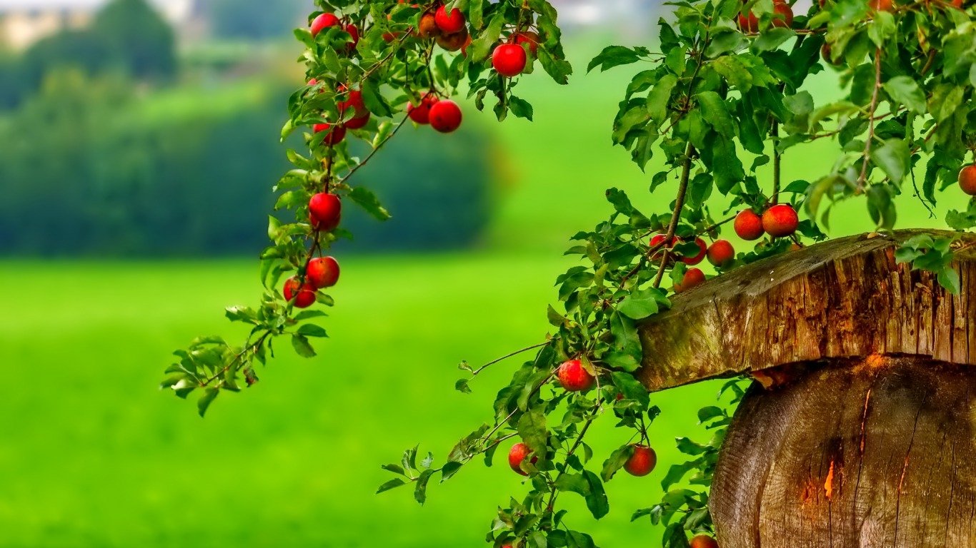 Harvesting Nature: The Beauty of Apple Trees