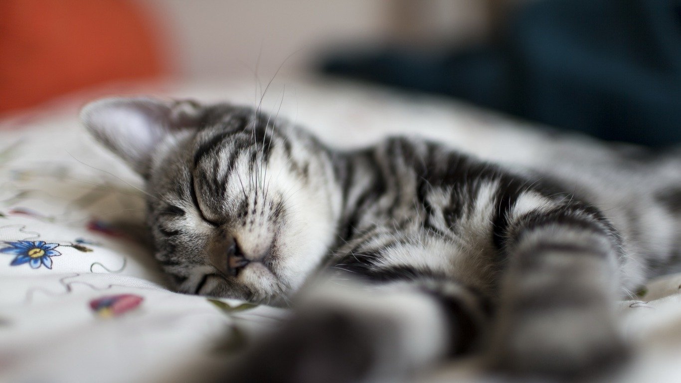 Peaceful Kitten: A Resting Cat's Gentle Moment