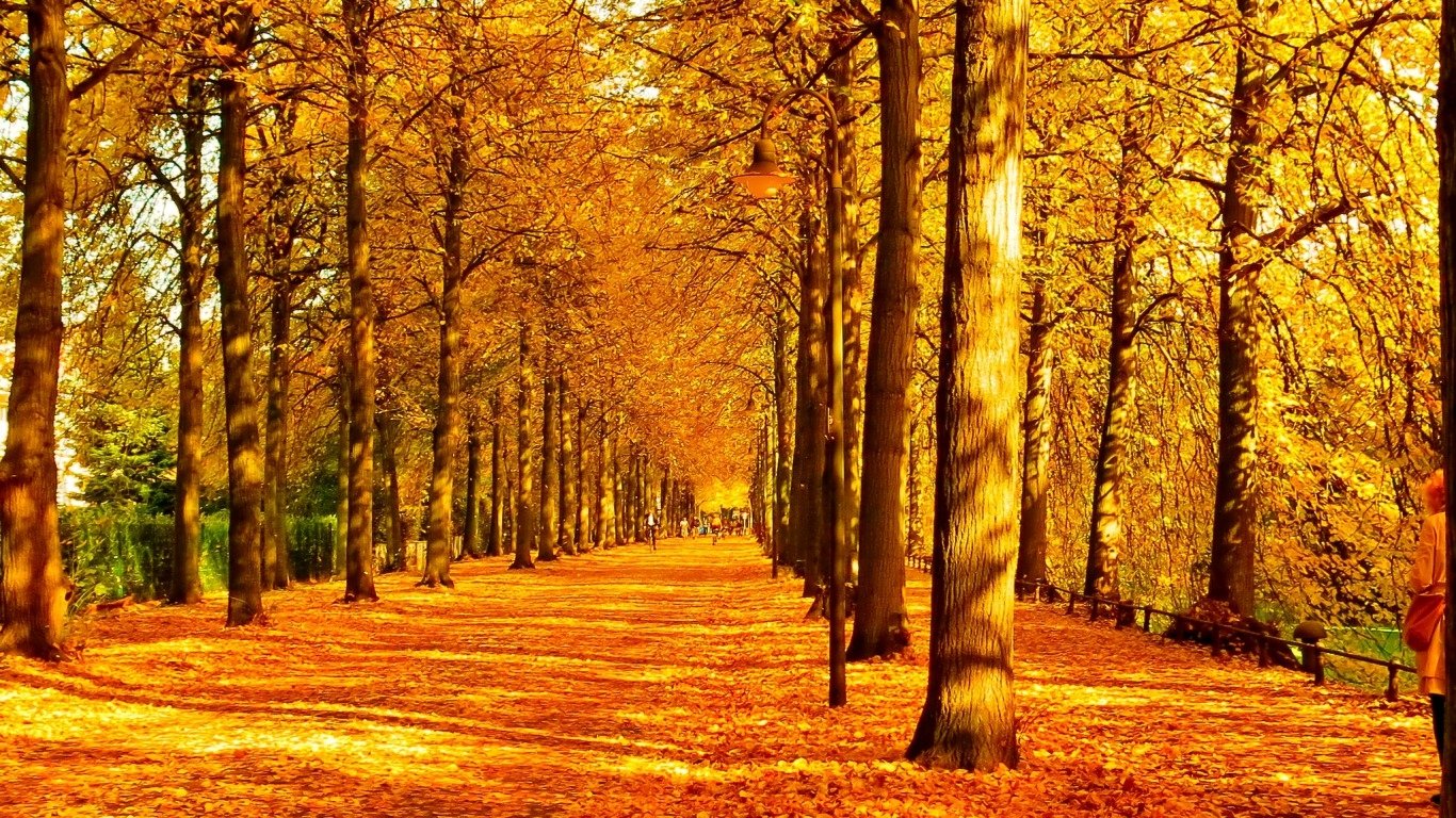 Autumn Path Through a Golden Forest