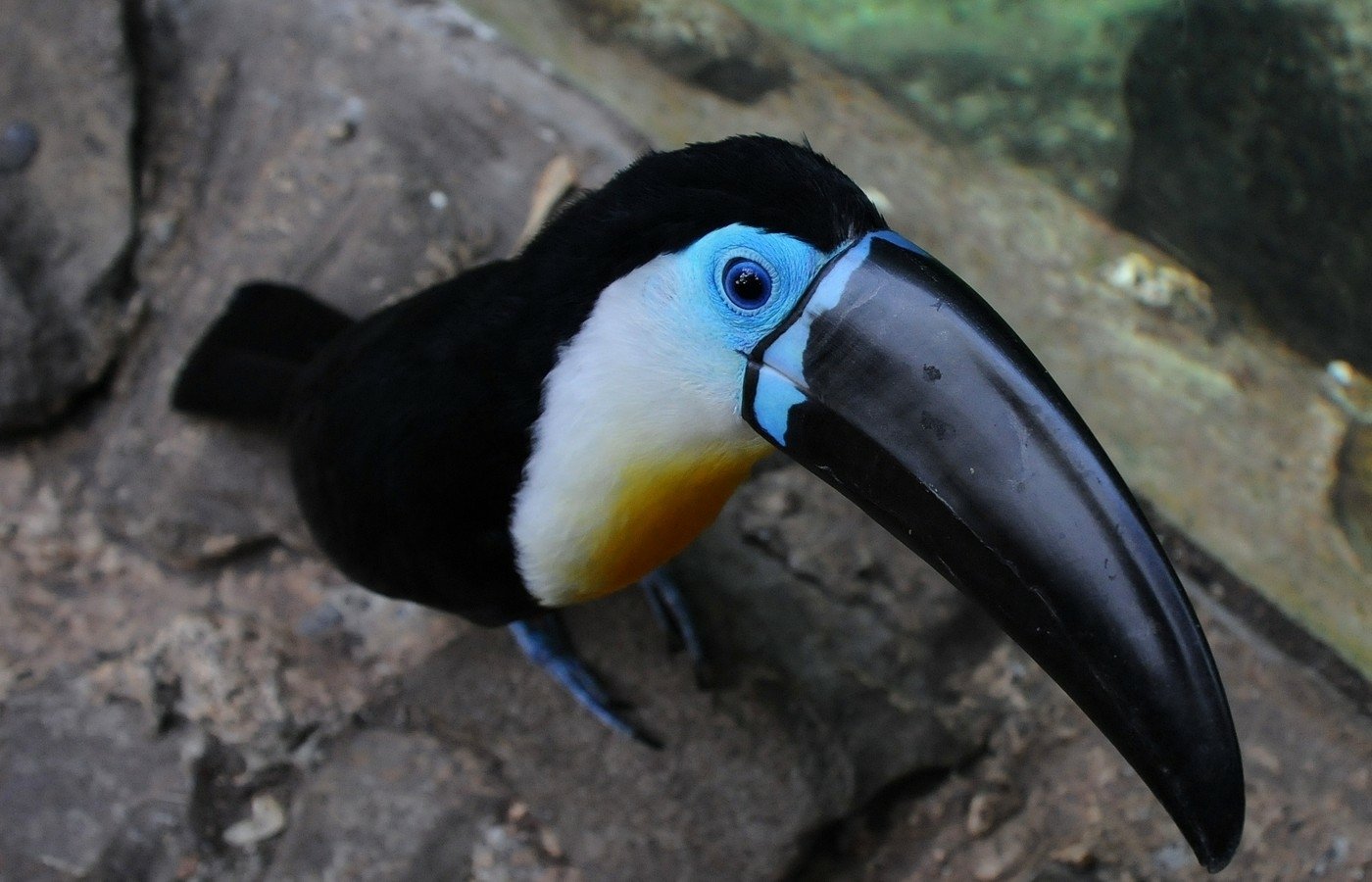 Channel-billed Toucan - Desktop Wallpapers, Phone Wallpaper, PFP, Gifs ...