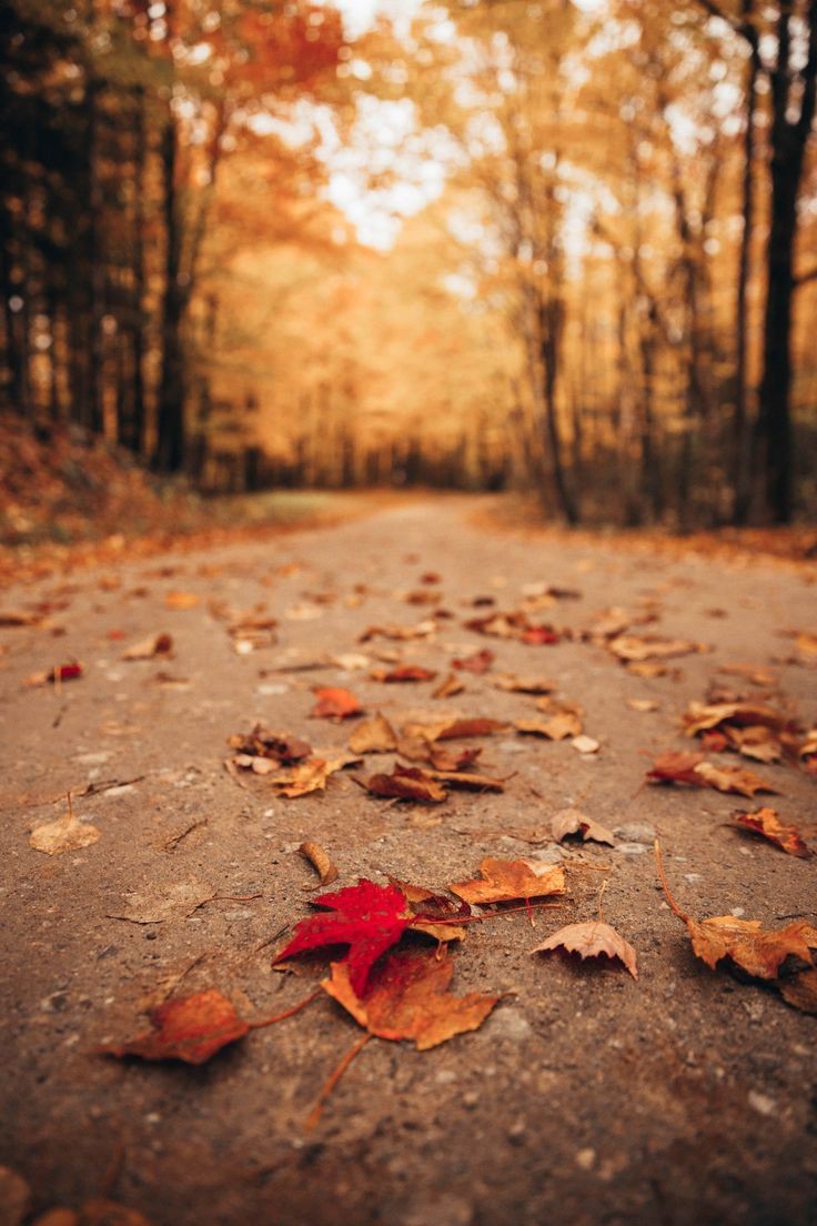 Download Nature Fall Image