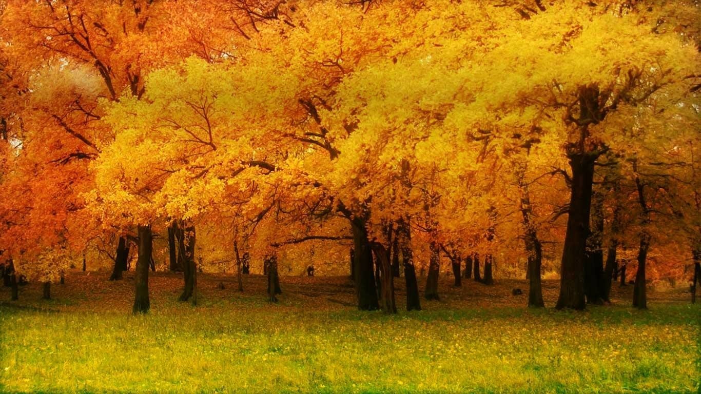 Golden Canopy: Embracing the Spirit of Fall in Nature