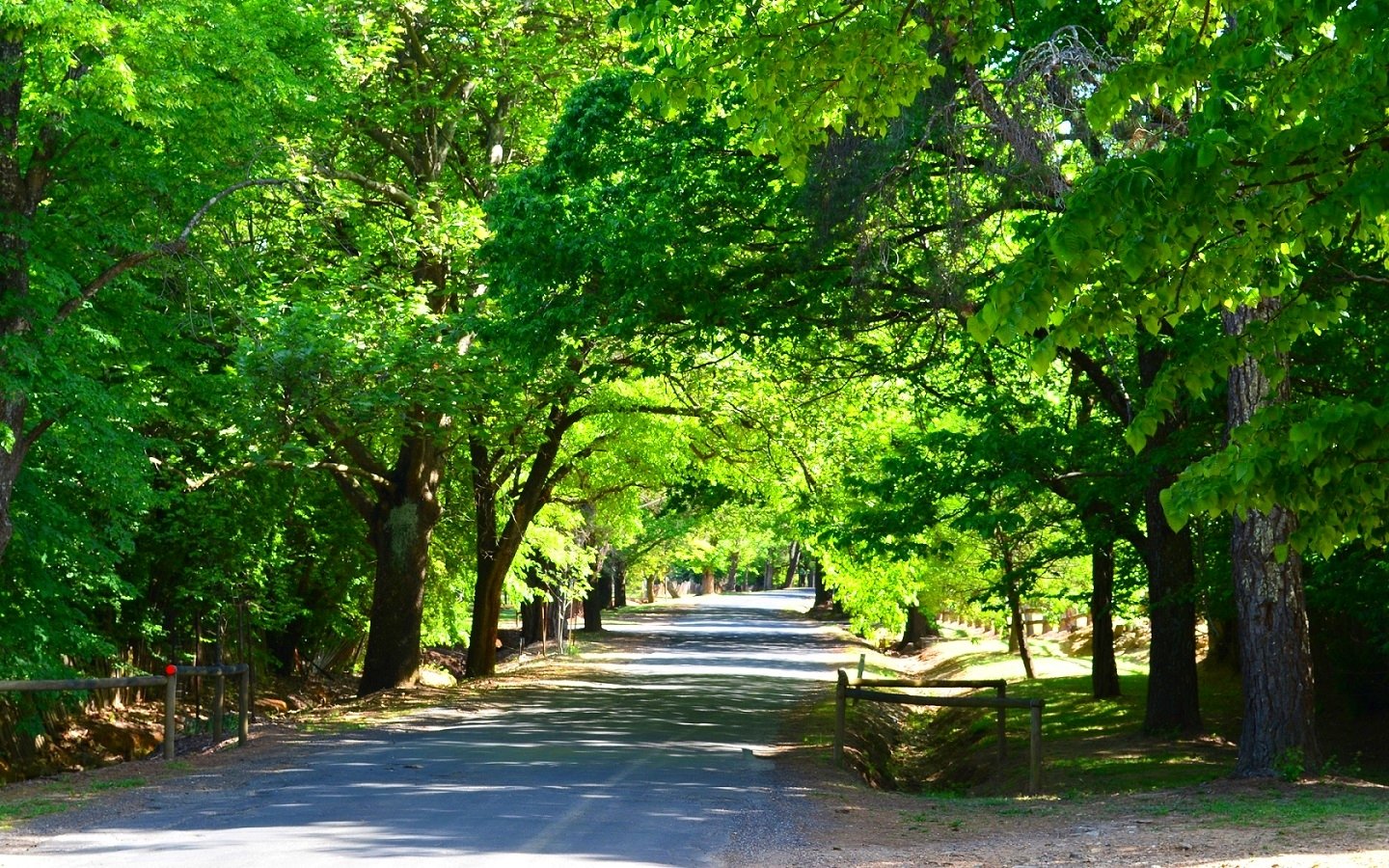 The Tree-lined Main Road In Hill End NSW by lonewolf6738