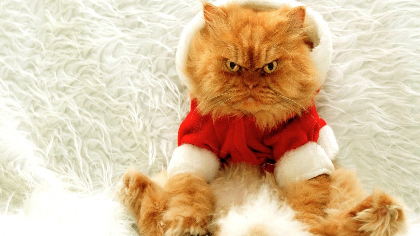 Fierce Furry Majesty: The Regal Red-Clad Cat