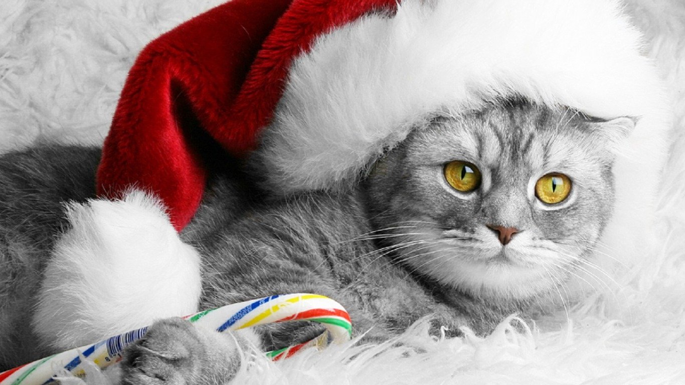 Festive Feline: Holiday Cat in Santa Hat