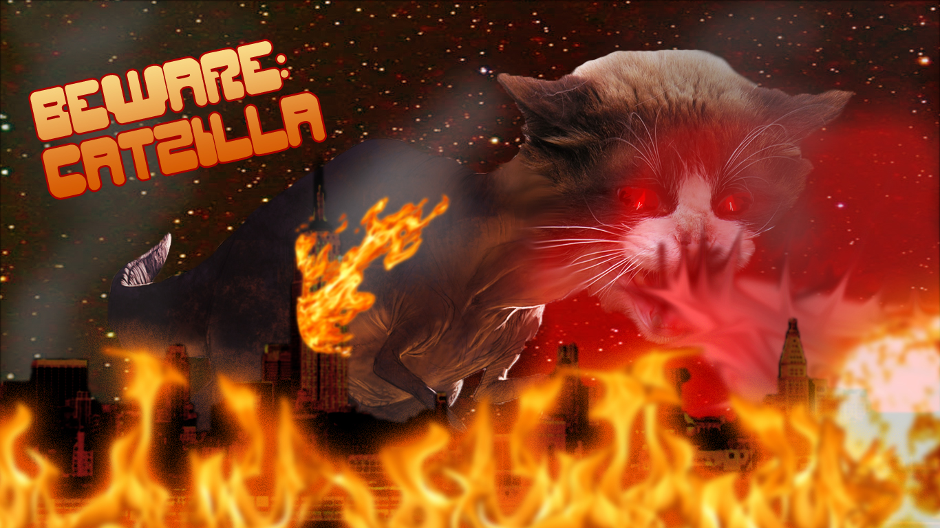 Download Funny Cat Image