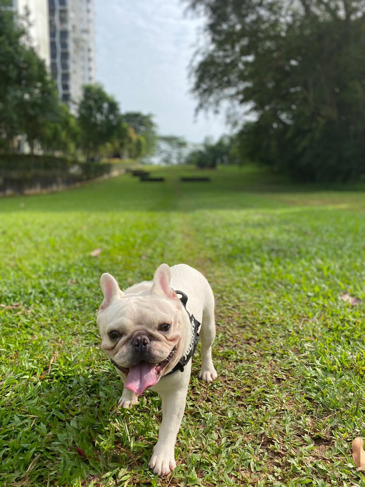 Cute frenchie out for a walk by miss.taitai
