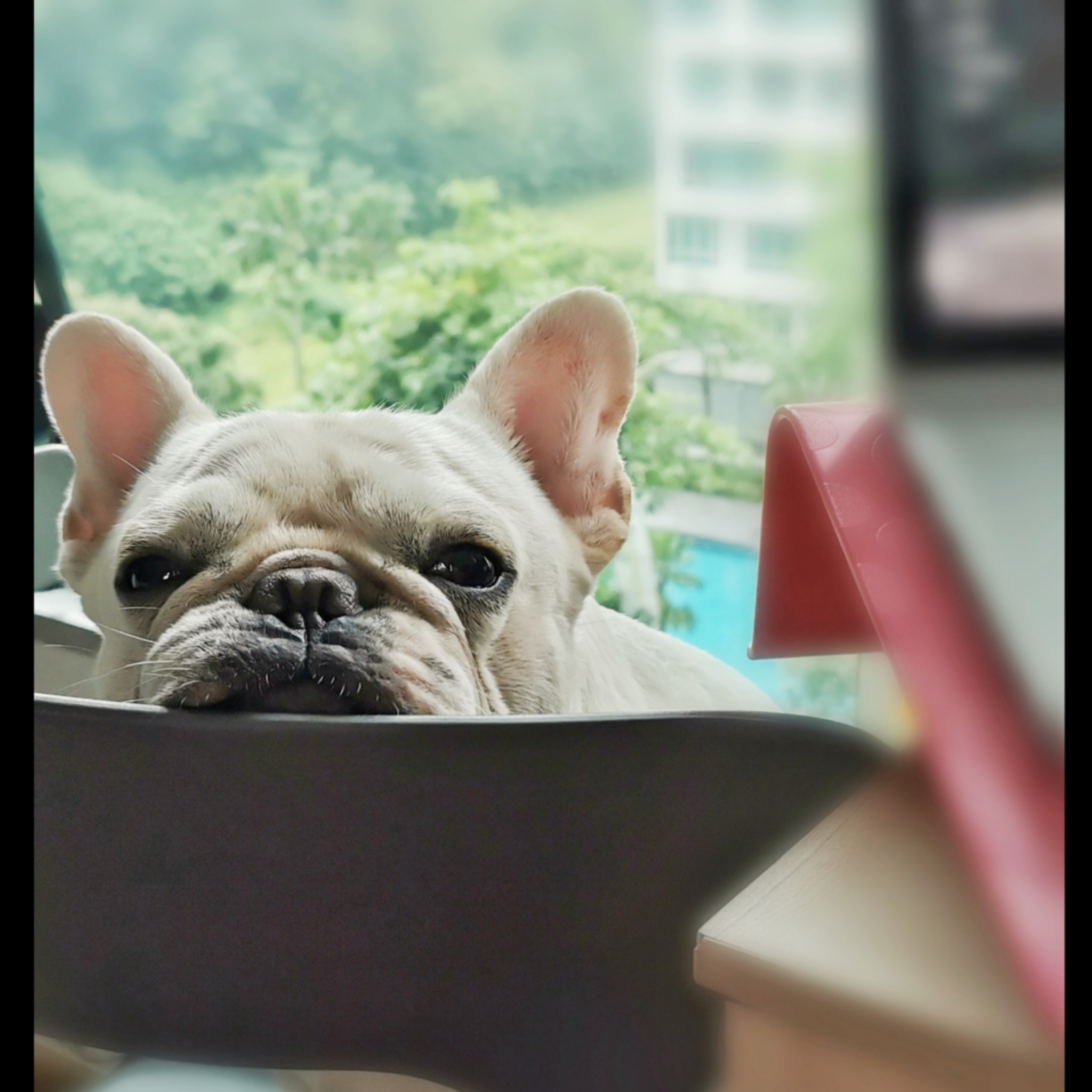 Tired Frenchie by miss.taitai