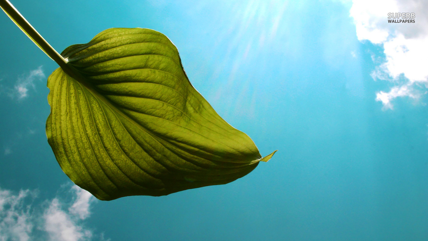 Leaf Picture - Image Abyss