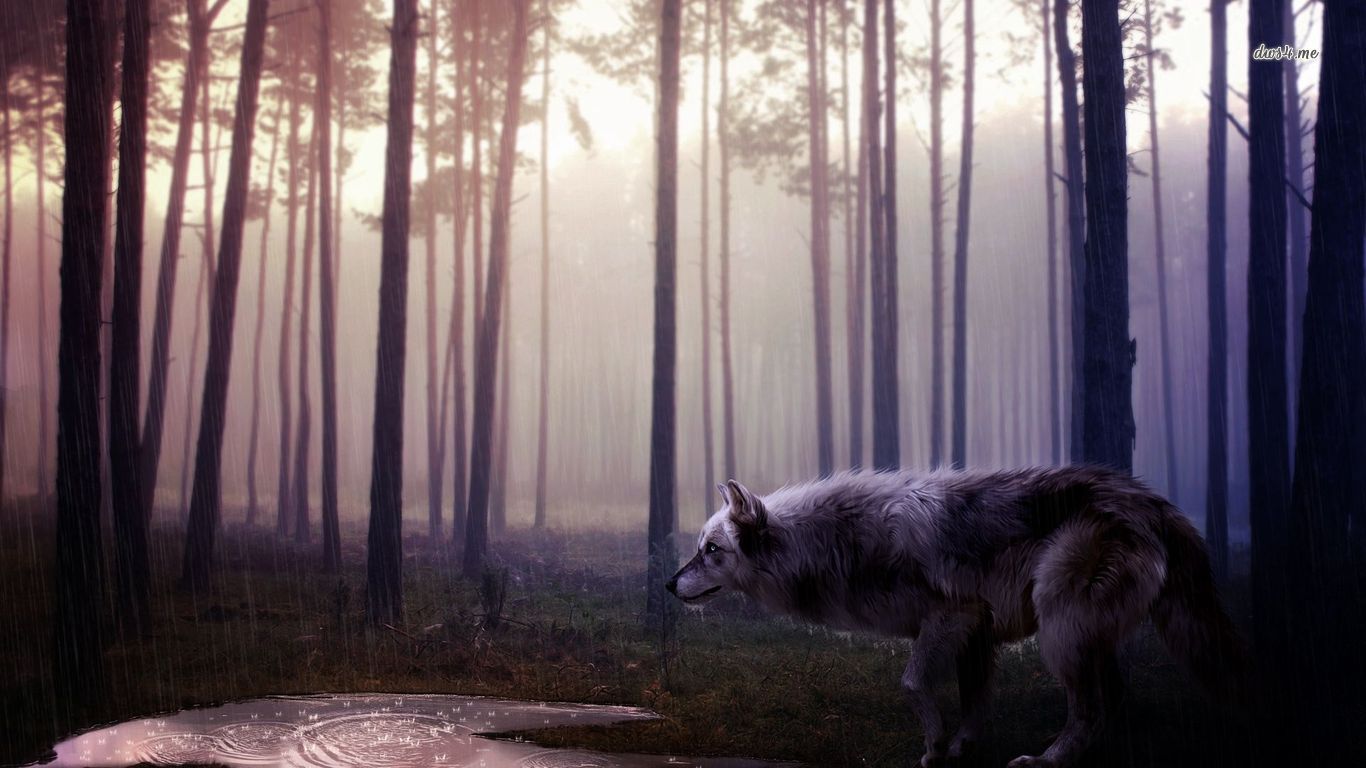 Wolf Picture - Image Abyss