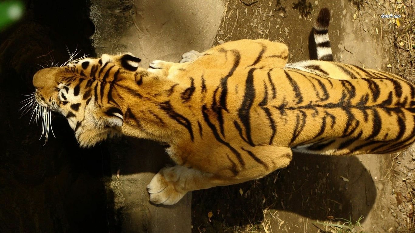 Download Animal Tiger Image