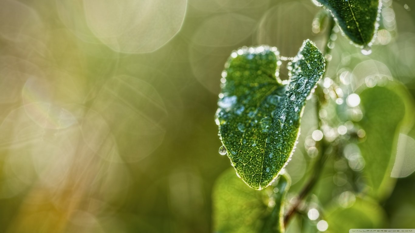 Download Nature Leaf Image