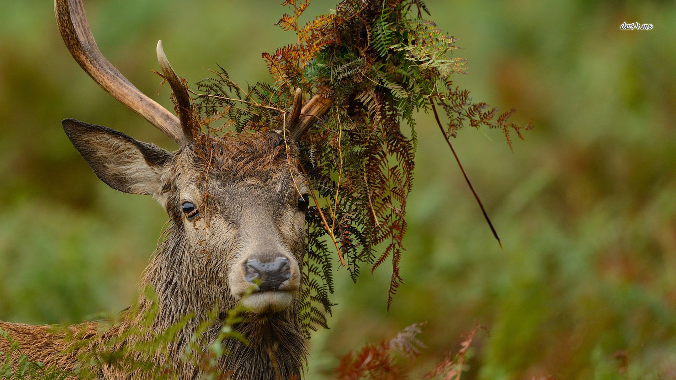Deer Picture - Image Abyss
