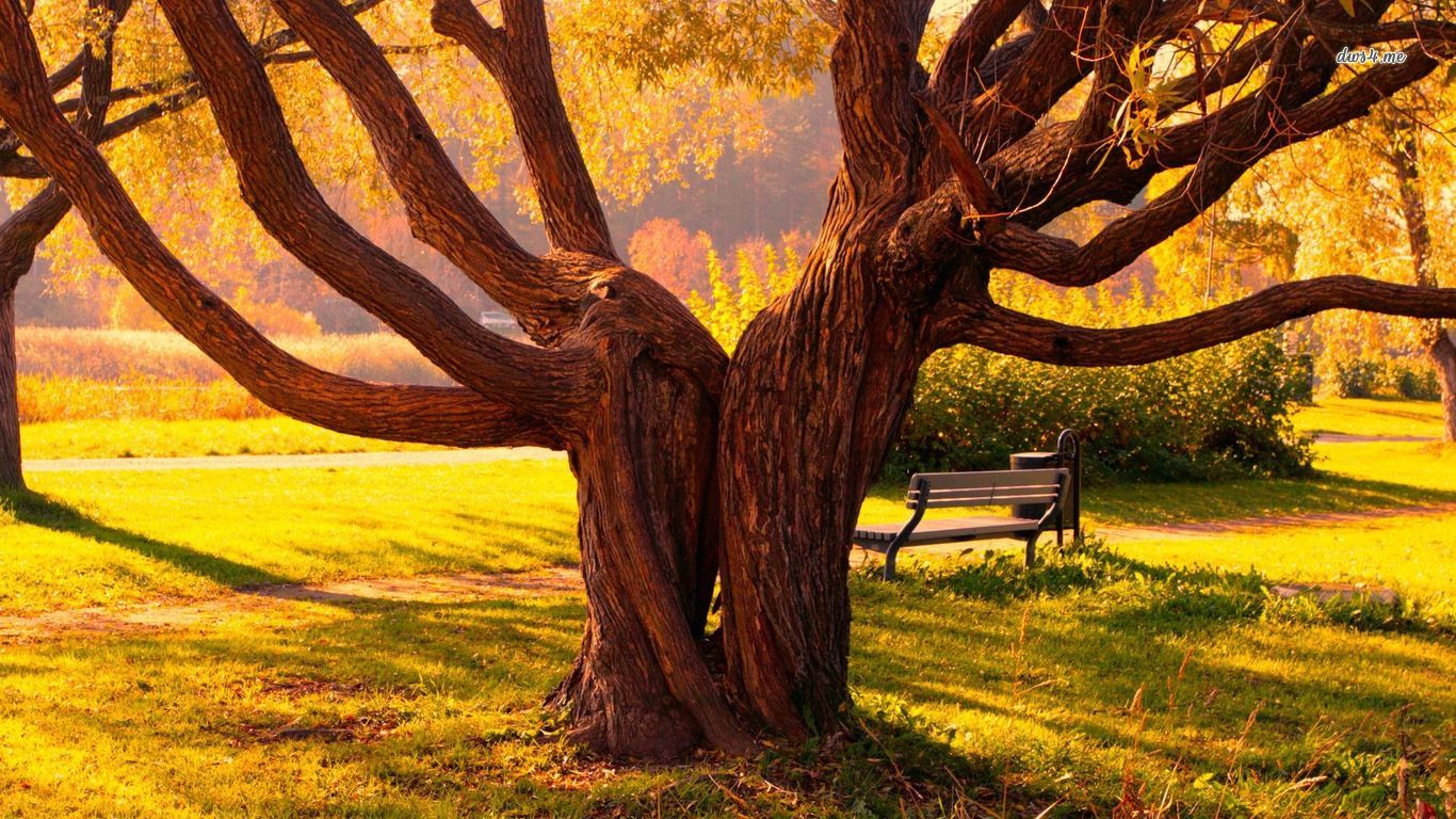Double Twisted Tree in Park - Image Abyss
