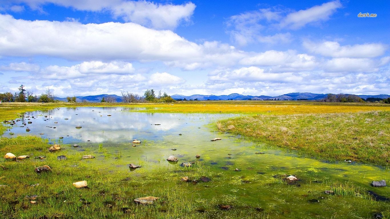 Serene Swamp Sanctuary: A Natural Haven