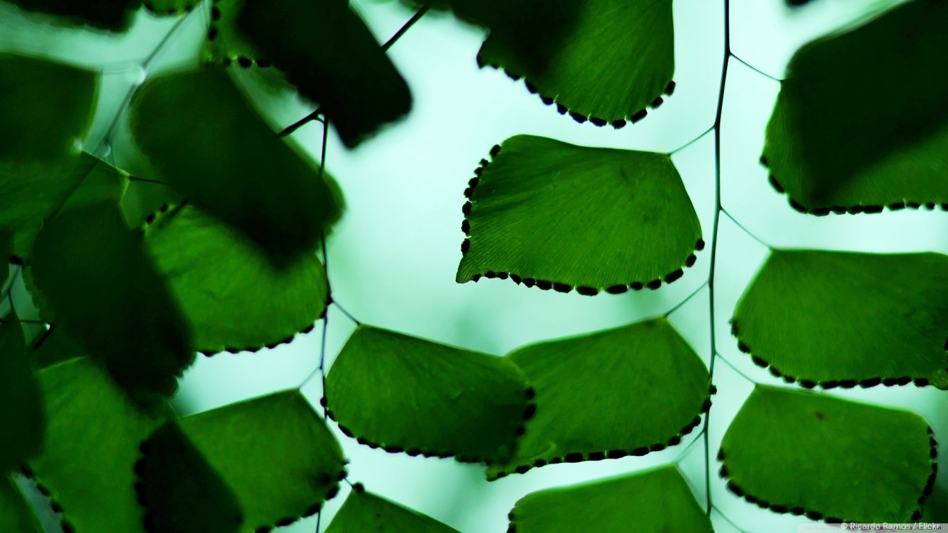 Download Nature Leaf Image