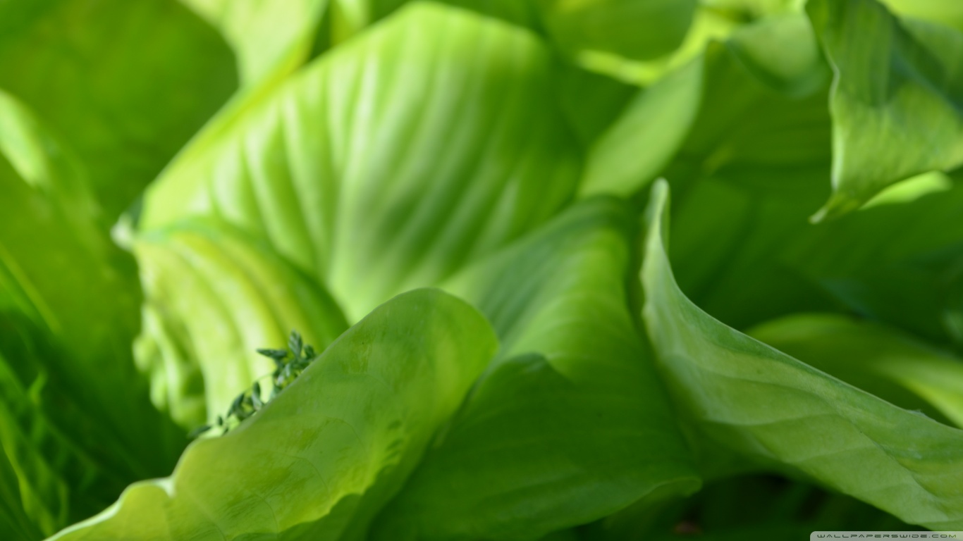 Leaf Picture - Image Abyss