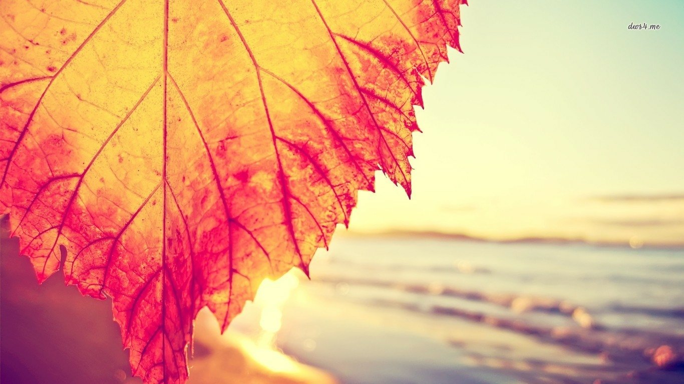 Download Nature Leaf Image