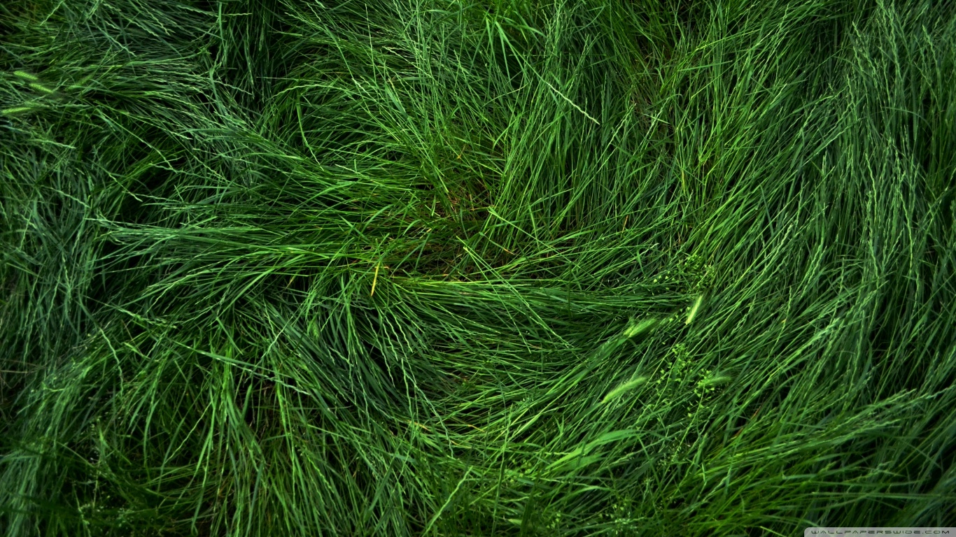 Grass Picture - Image Abyss
