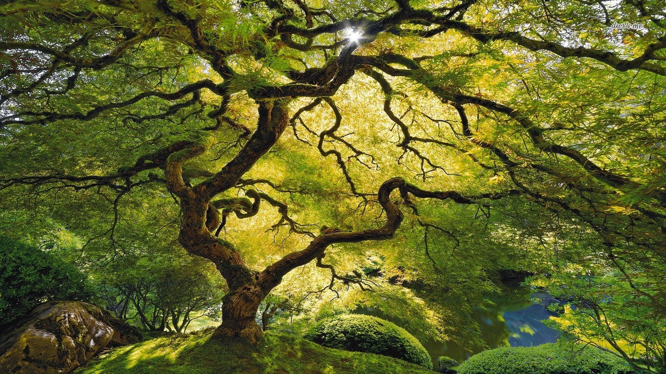 Serenity Rooted: Embracing Inner Peace Through Nature’s Tree